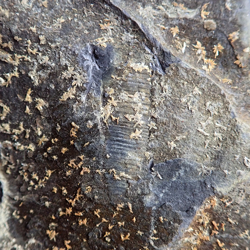 fossil-alma-vise-cephalopoda