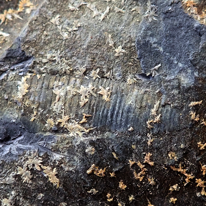 fossil-alma-vise-cephalopoda